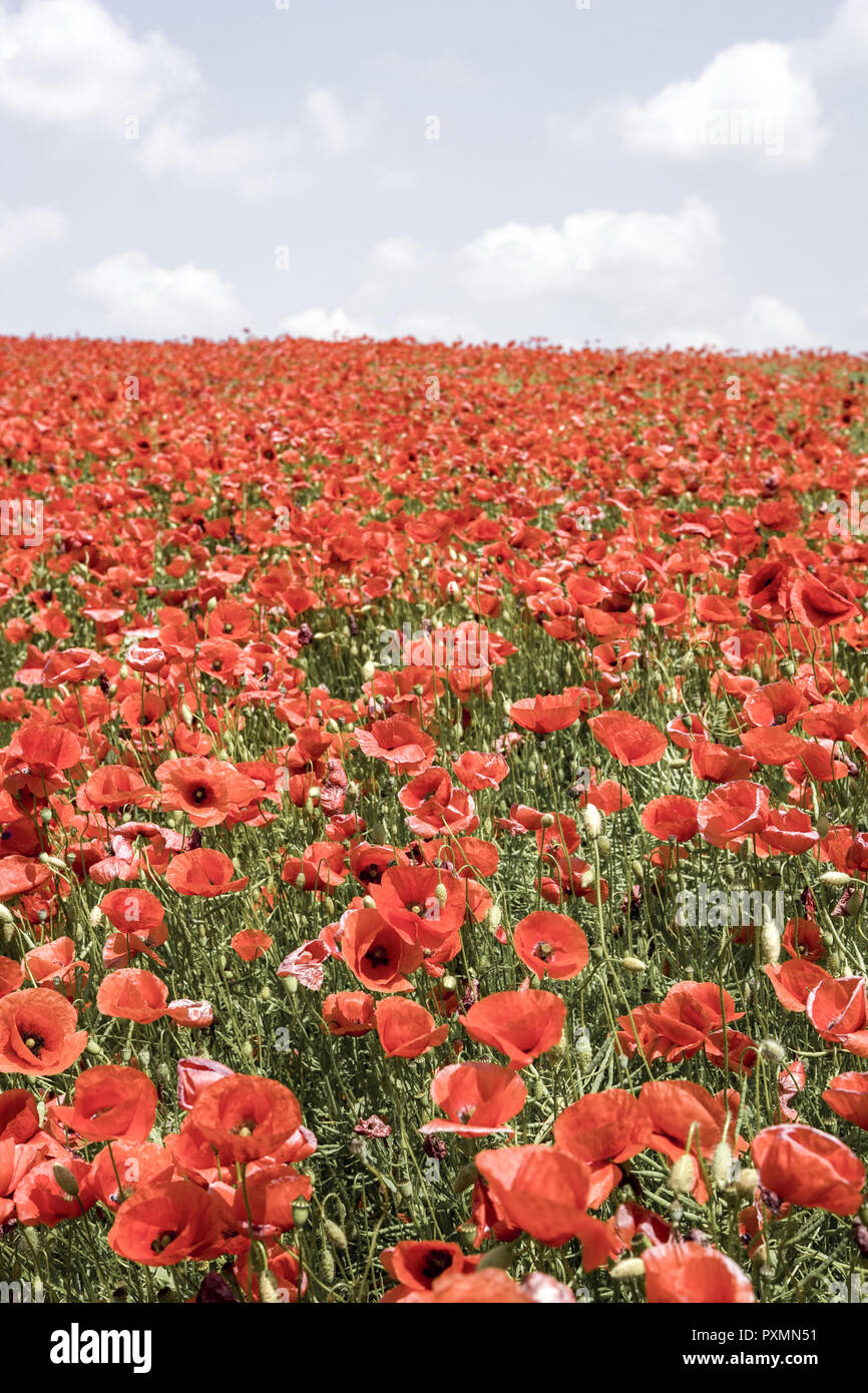 Bluehendes Mohnblumenfeld, Deutschland Stock Photo - Alamy