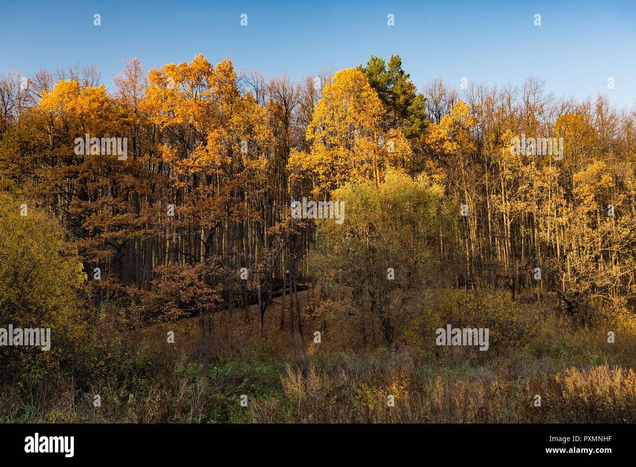 Colors of an autumn fall season in the wood Stock Photo - Alamy