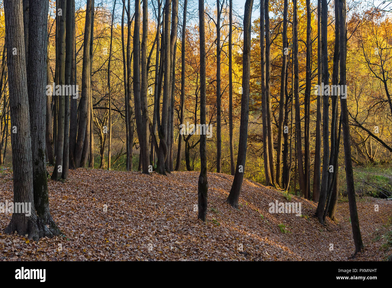 Colors of an autumn fall season in the wood Stock Photo - Alamy