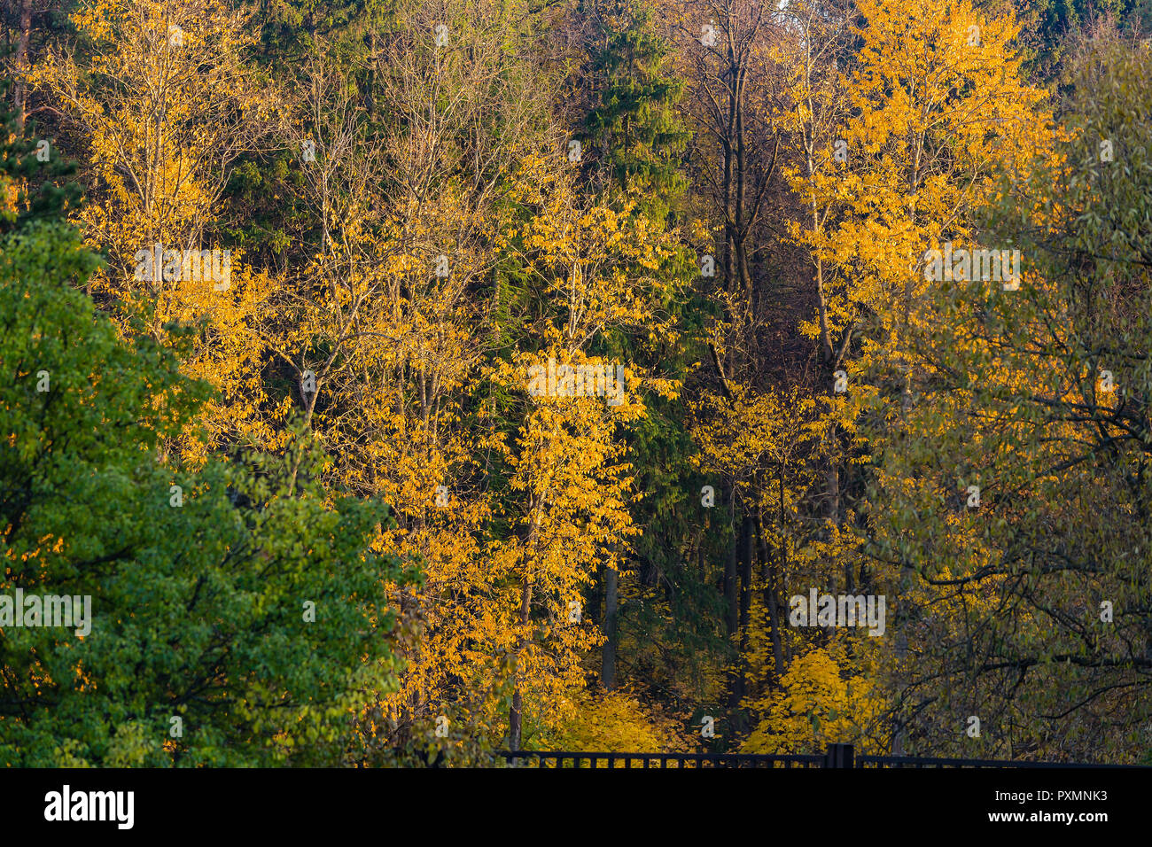 Colors of an autumn fall season in the wood Stock Photo - Alamy
