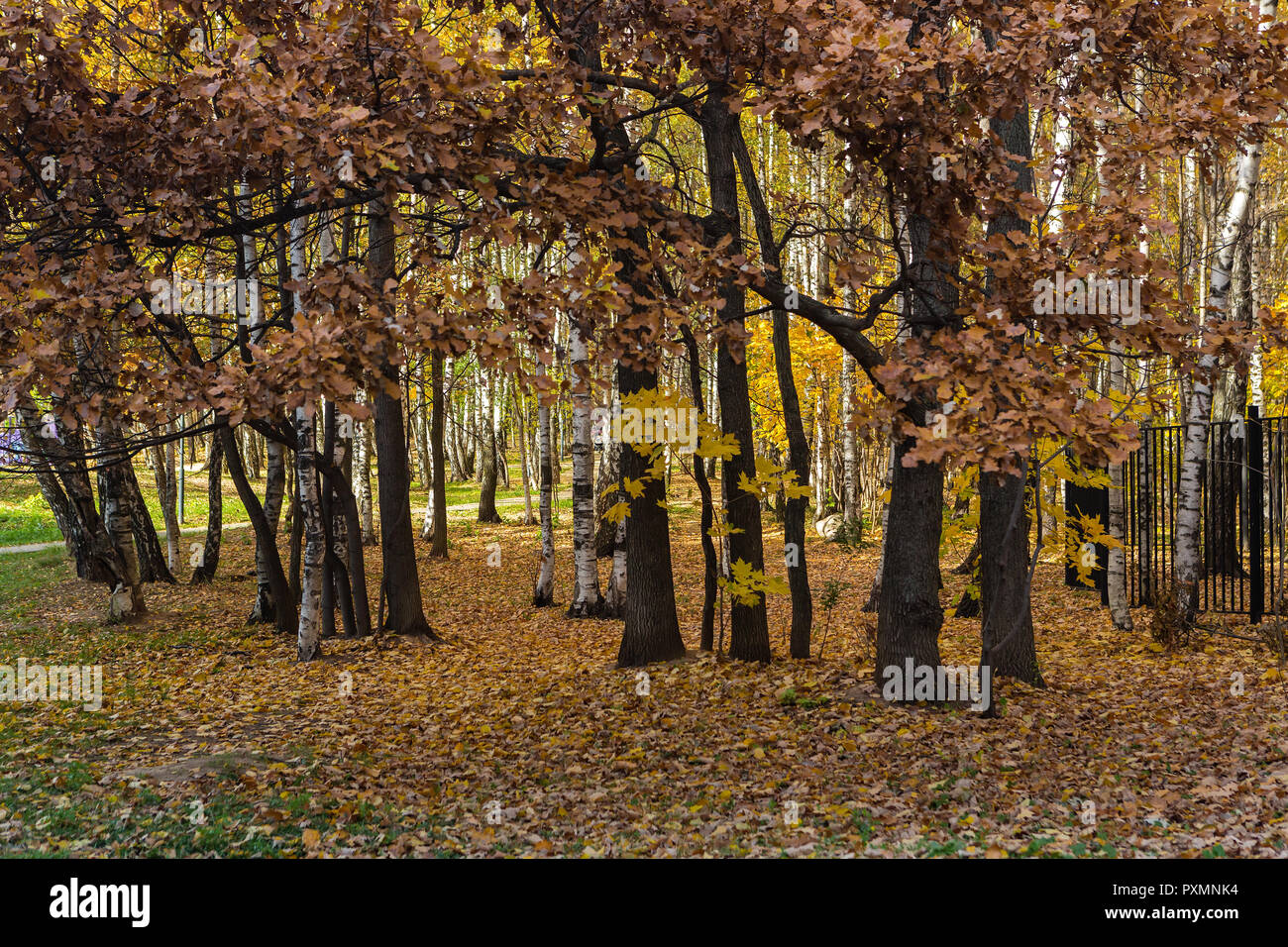 Colors of an autumn fall season in the wood Stock Photo - Alamy