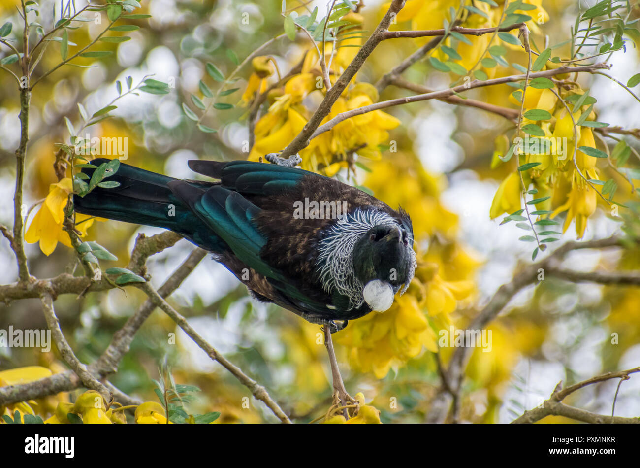Tui, New Zealand native birds on a Kowhai tree (native New Zealand tree ...