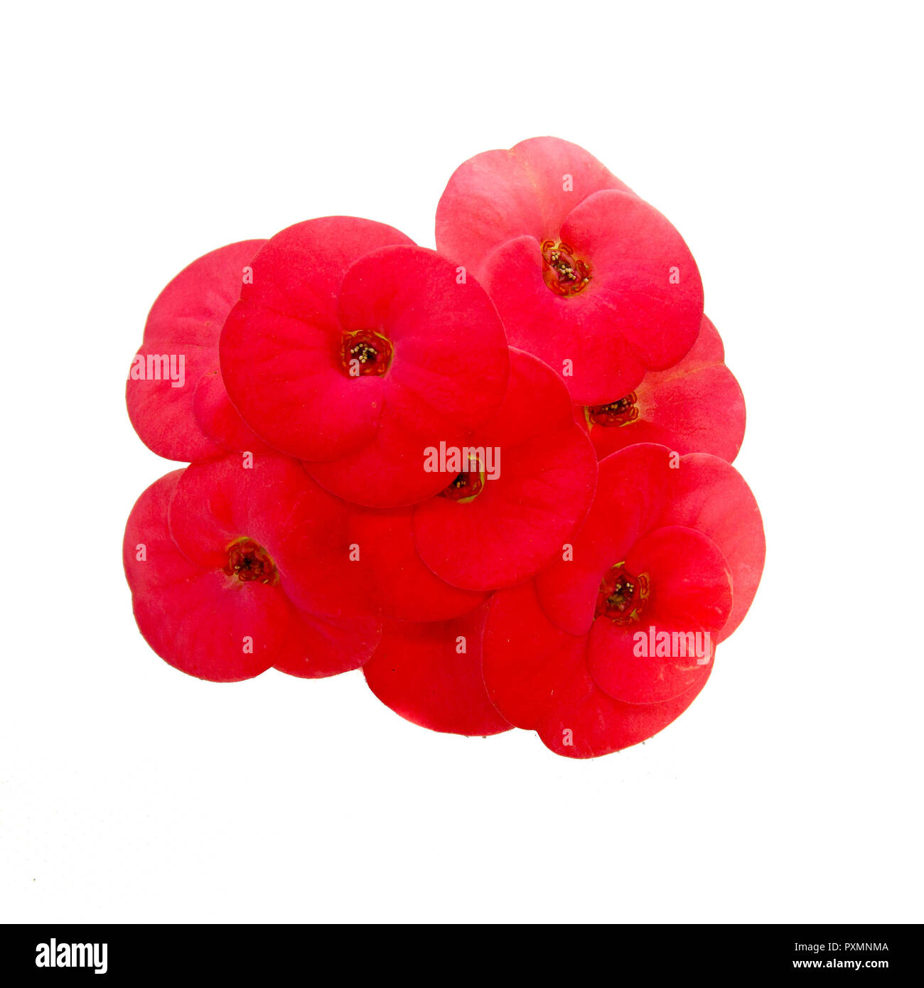 Crown of thorns plant illustration hi-res stock photography and images ...