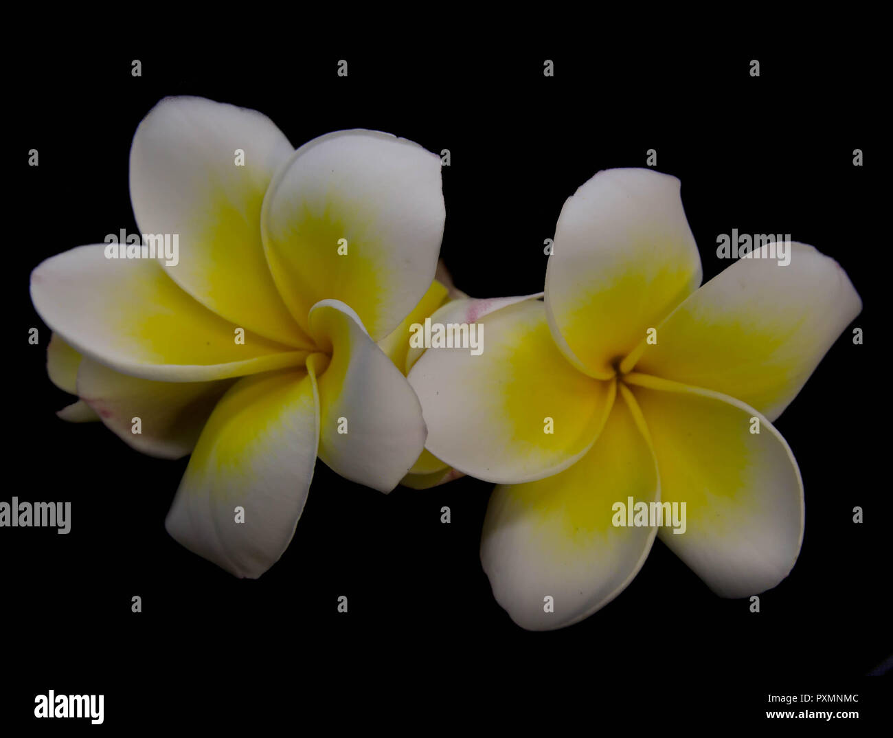 Freshness champa flower hi-res stock photography and images - Alamy