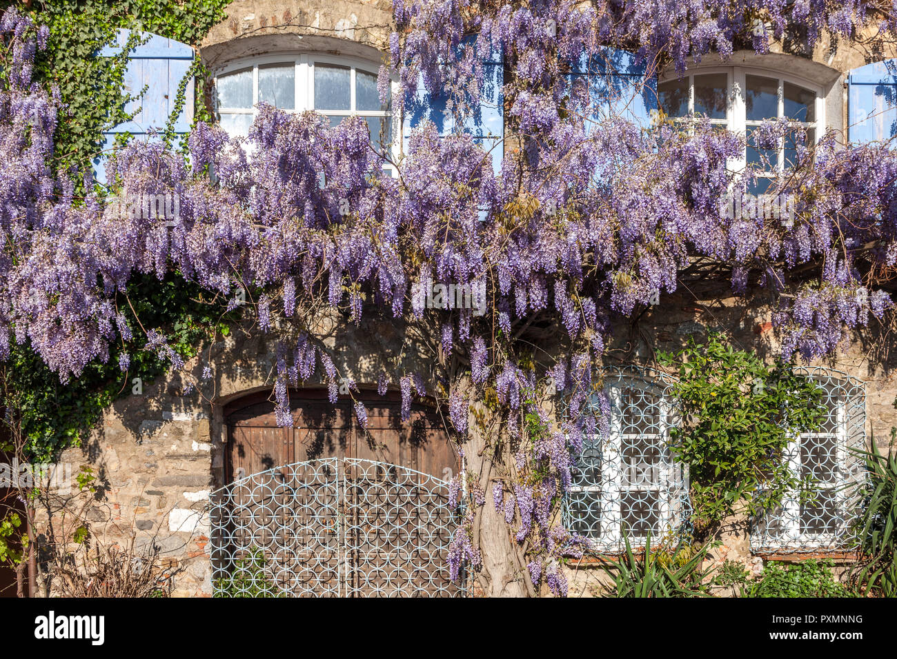 Wisteria on house hi-res stock photography and images - Alamy