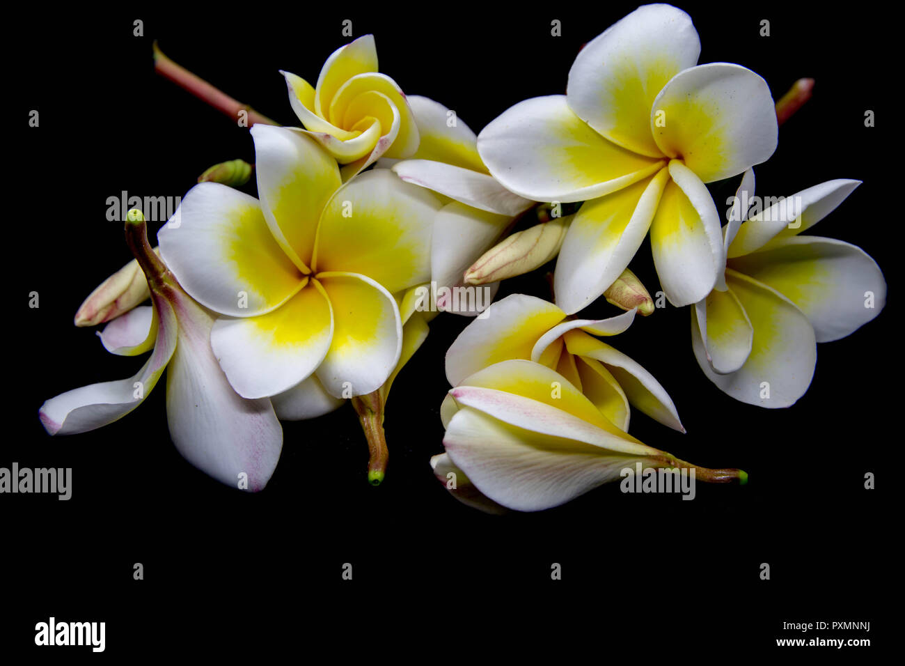 Freshness champa flower hi-res stock photography and images - Alamy