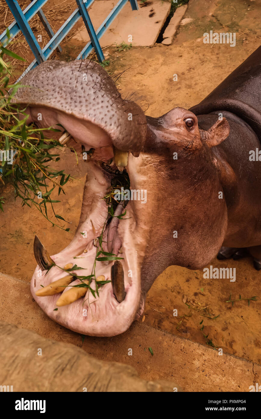 Eating hippos hi-res stock photography and images - Alamy