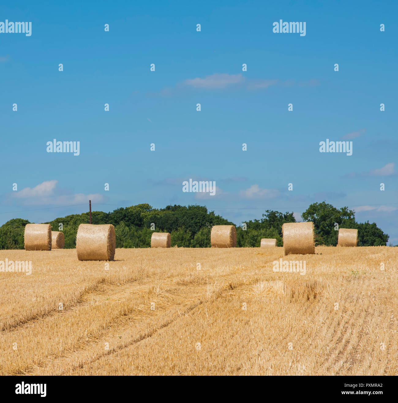 Rounded bails of hay in a harvested farmers field in the Derbyshire ...