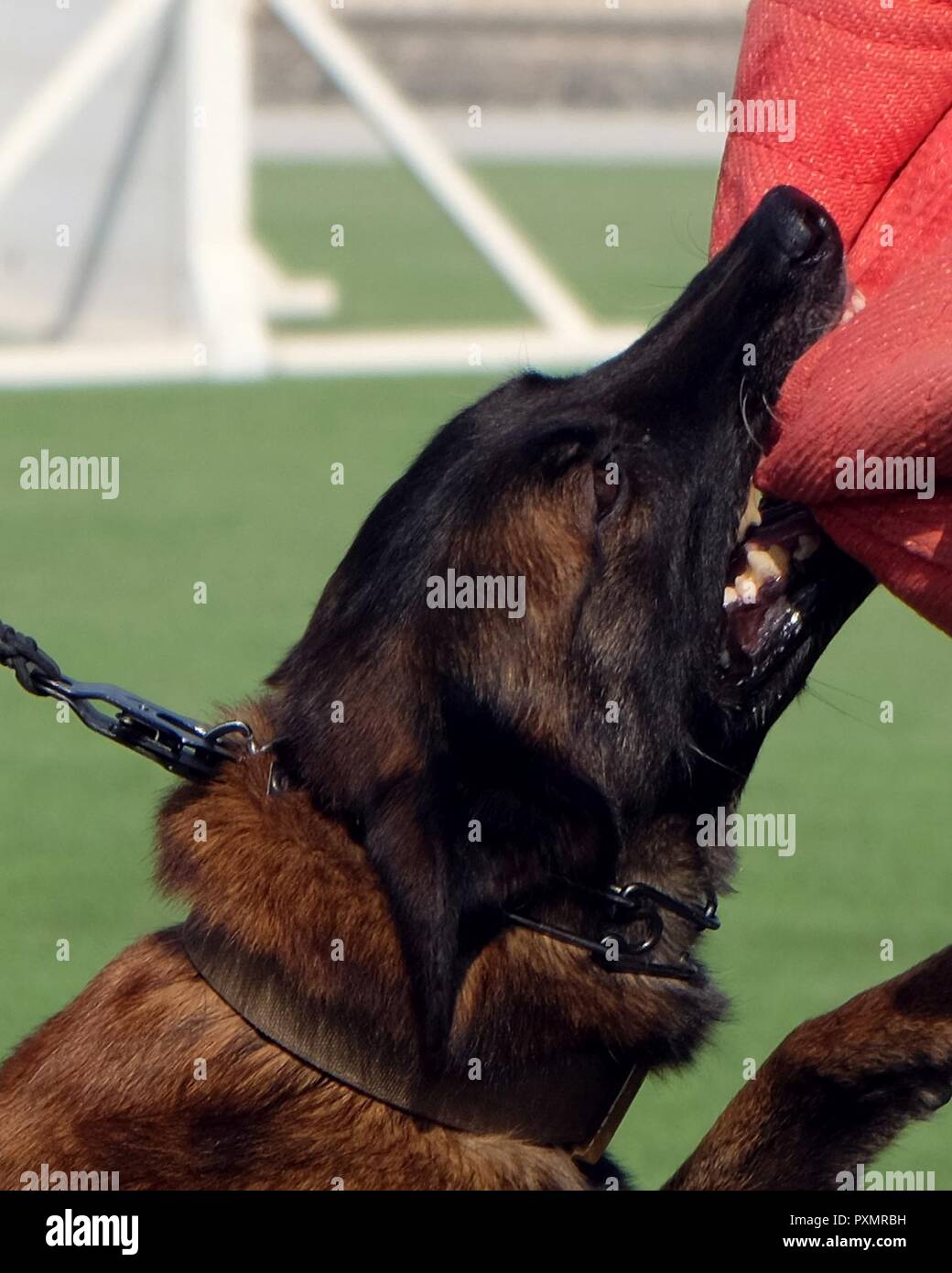 Military Working Dog Vviper bites Senior Airman Troy, 380th ...