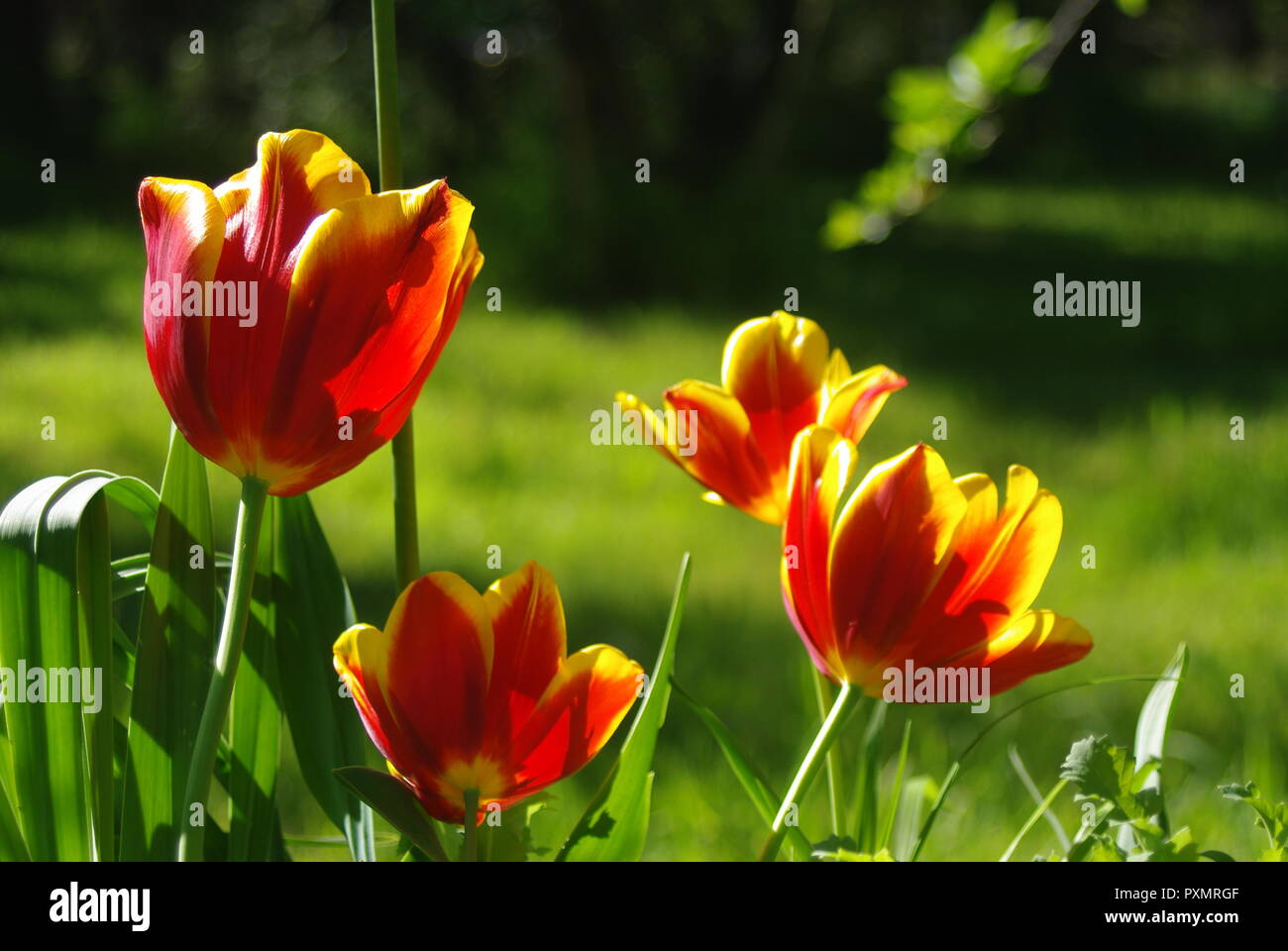 Spring Tulips, Buxton Victoria Stock Photo - Alamy