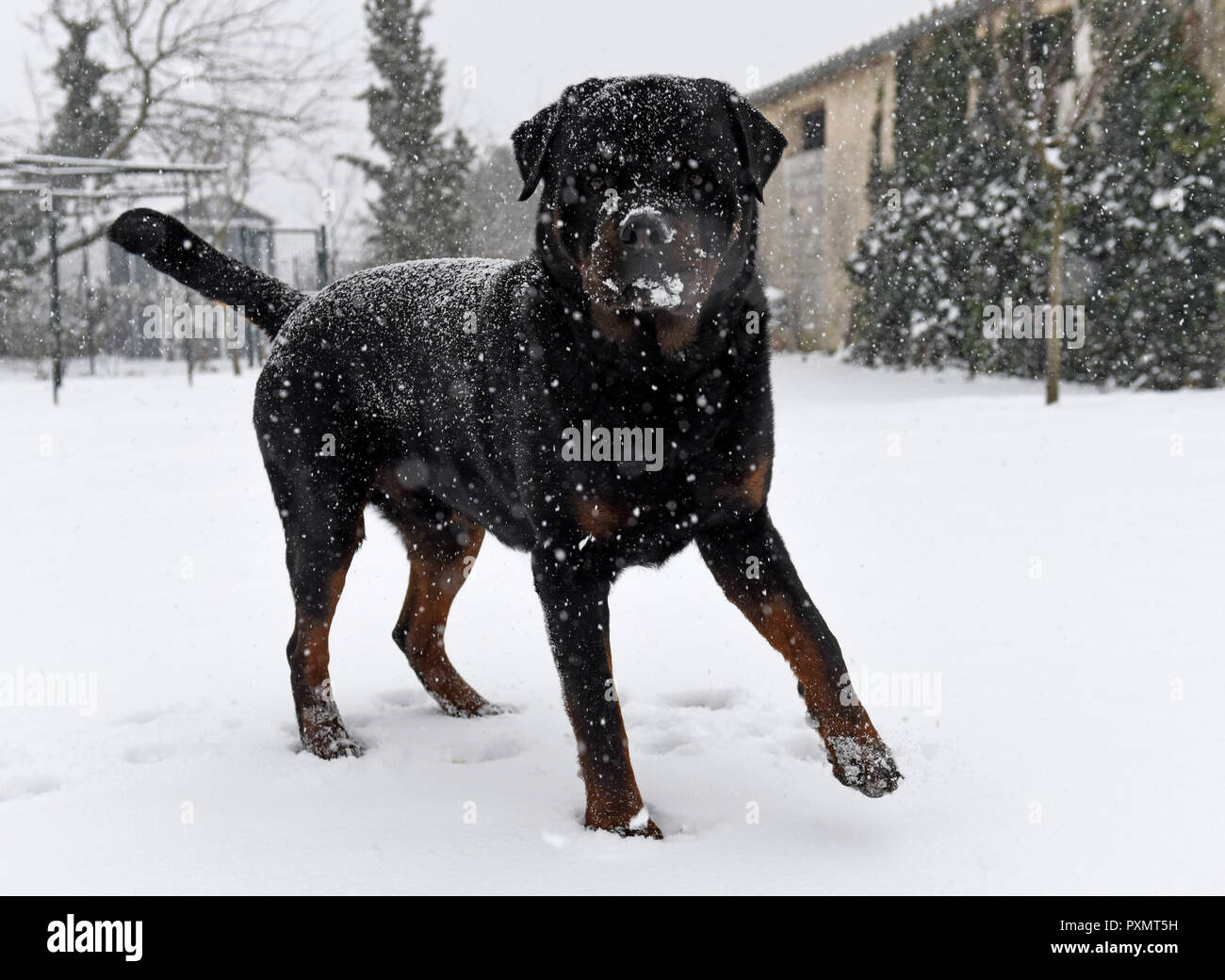 Rottweiler winter hi-res stock photography and images - Alamy