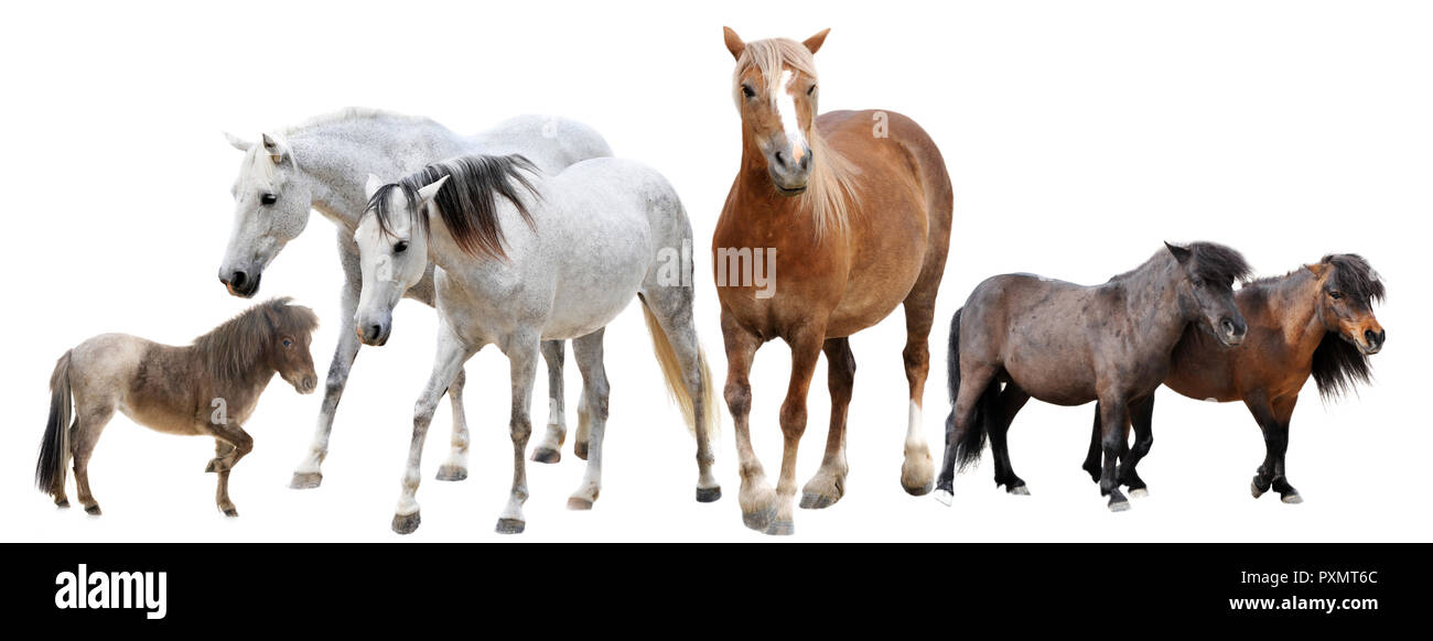 horses and two ponies in front of white background Stock Photo - Alamy