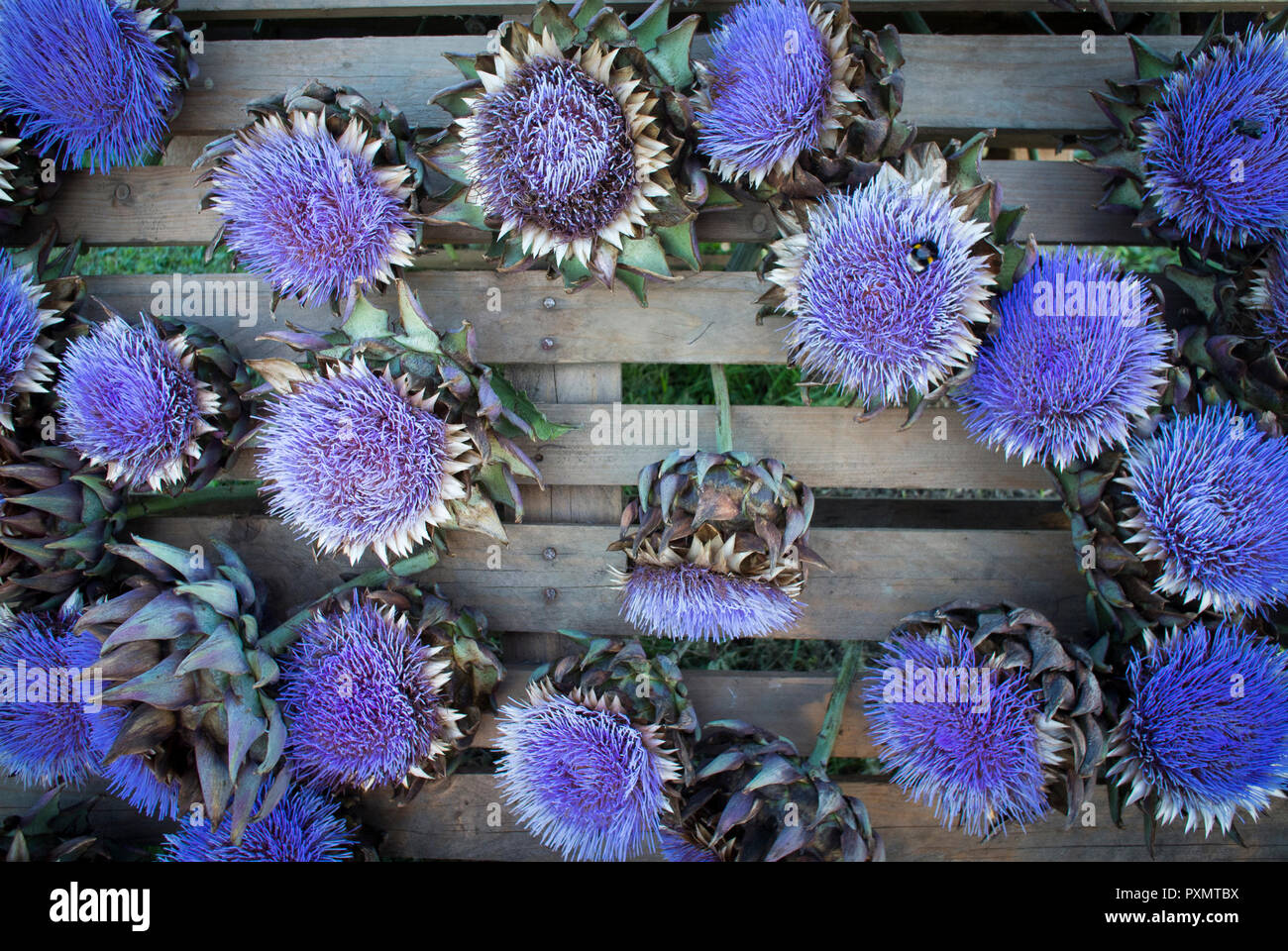 Road Side Flowers High Resolution Stock Photography and Images - Alamy