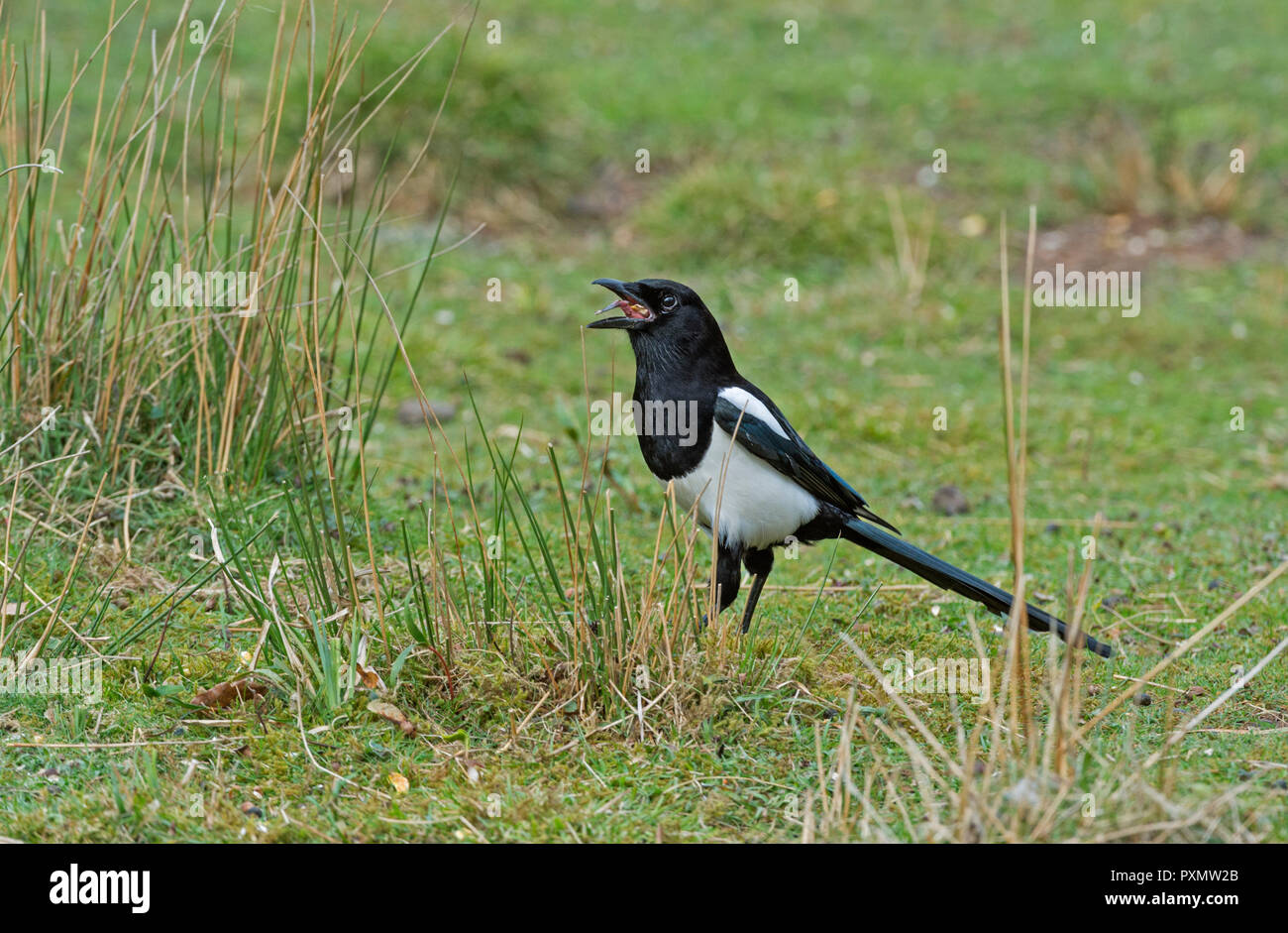 Magpie (Pica pica) swallowing live prey Stock Photo - Alamy
