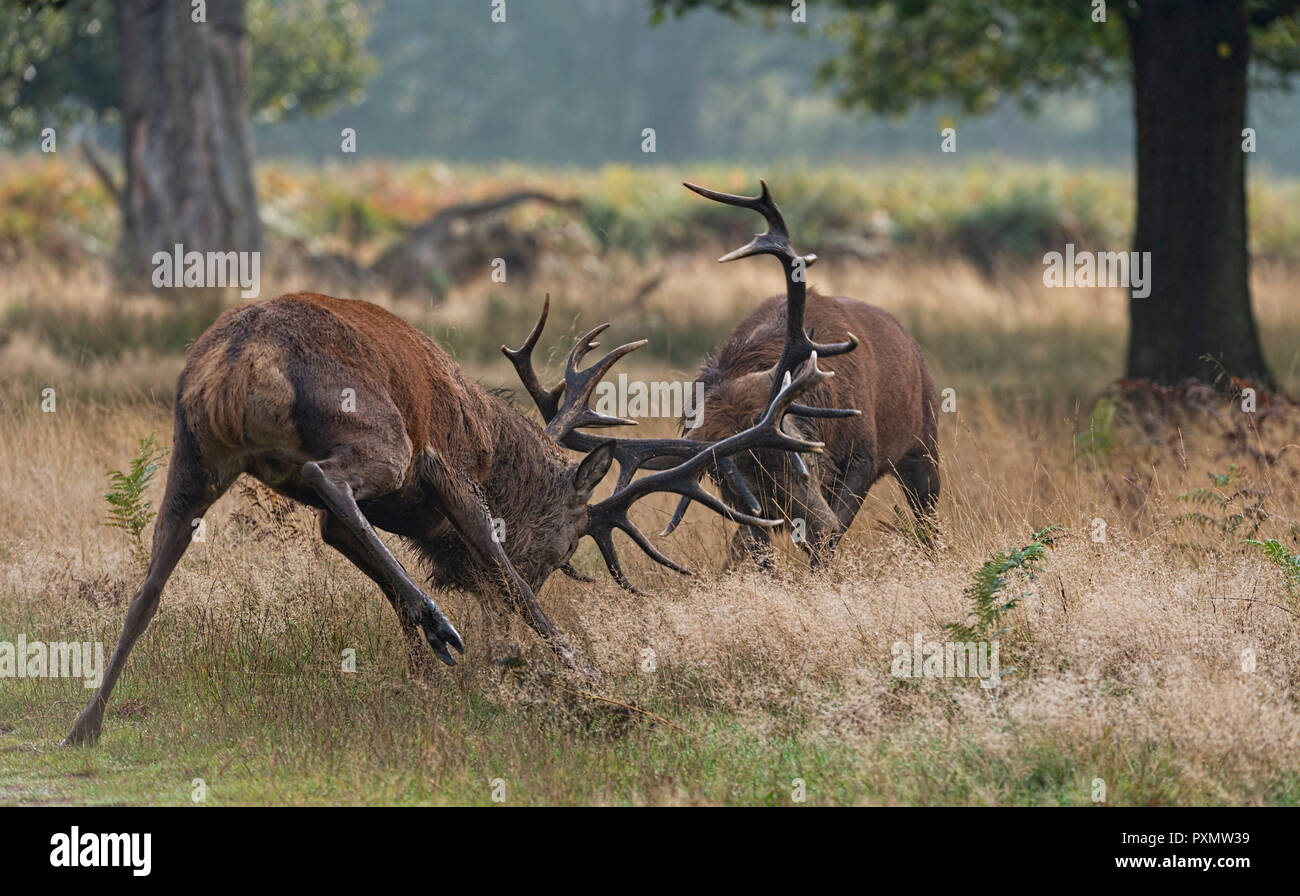 Annual rutt hi-res stock photography and images - Alamy