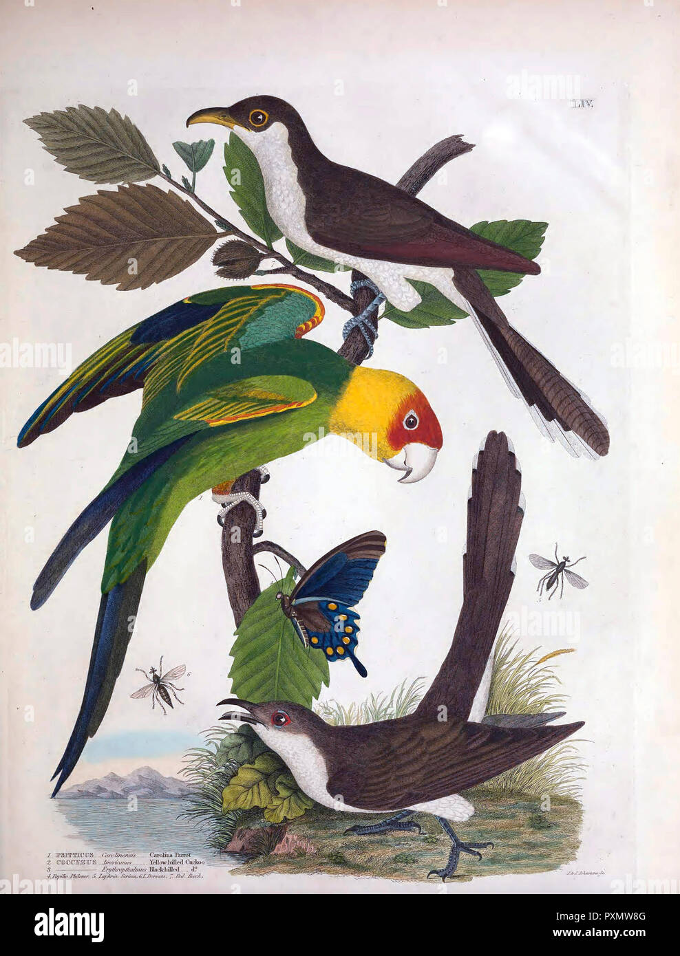 Alexander wilson american ornithology hi-res stock photography and ...