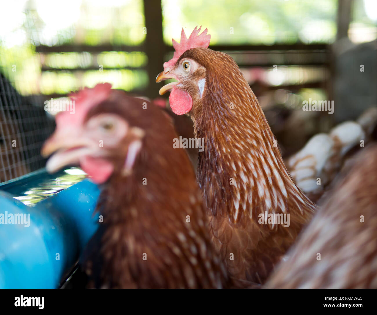 Close up a hen on farm with bokeh background. Select focus shallow ...