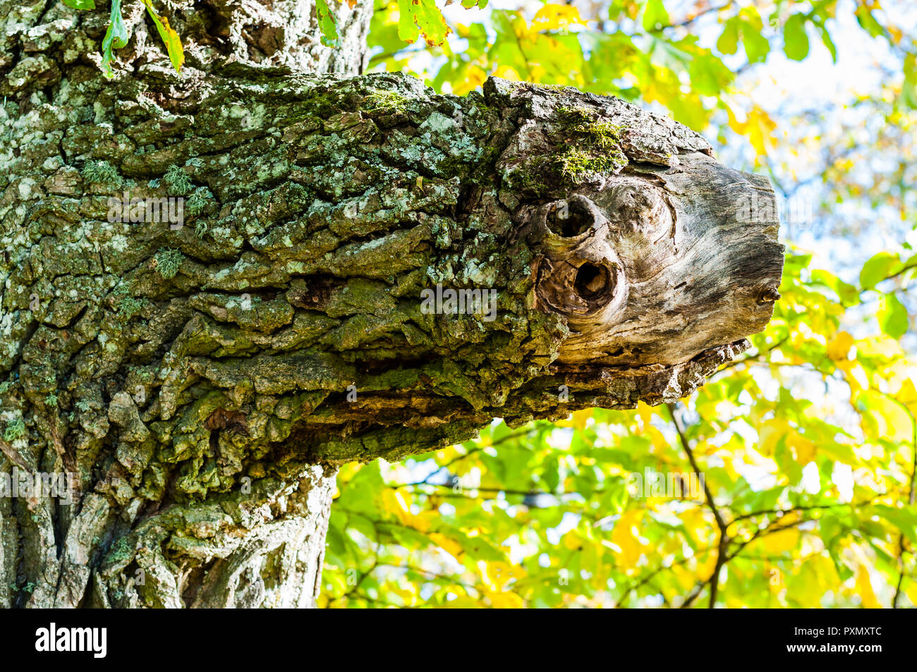 Sometimes only you can see something that is just a bough or a branch ...