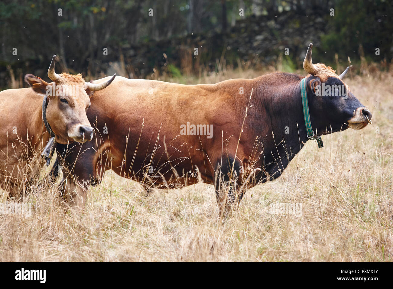 Cow and bull in the countryside. Cattle, livestock. Mammal Stock Photo ...