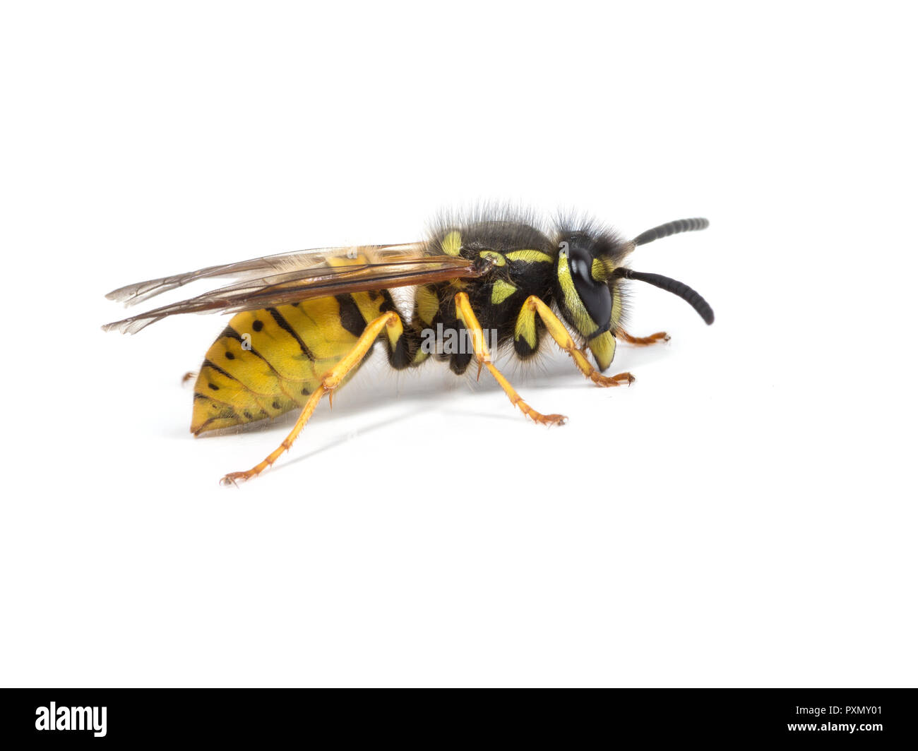 Male Yellow Jacket