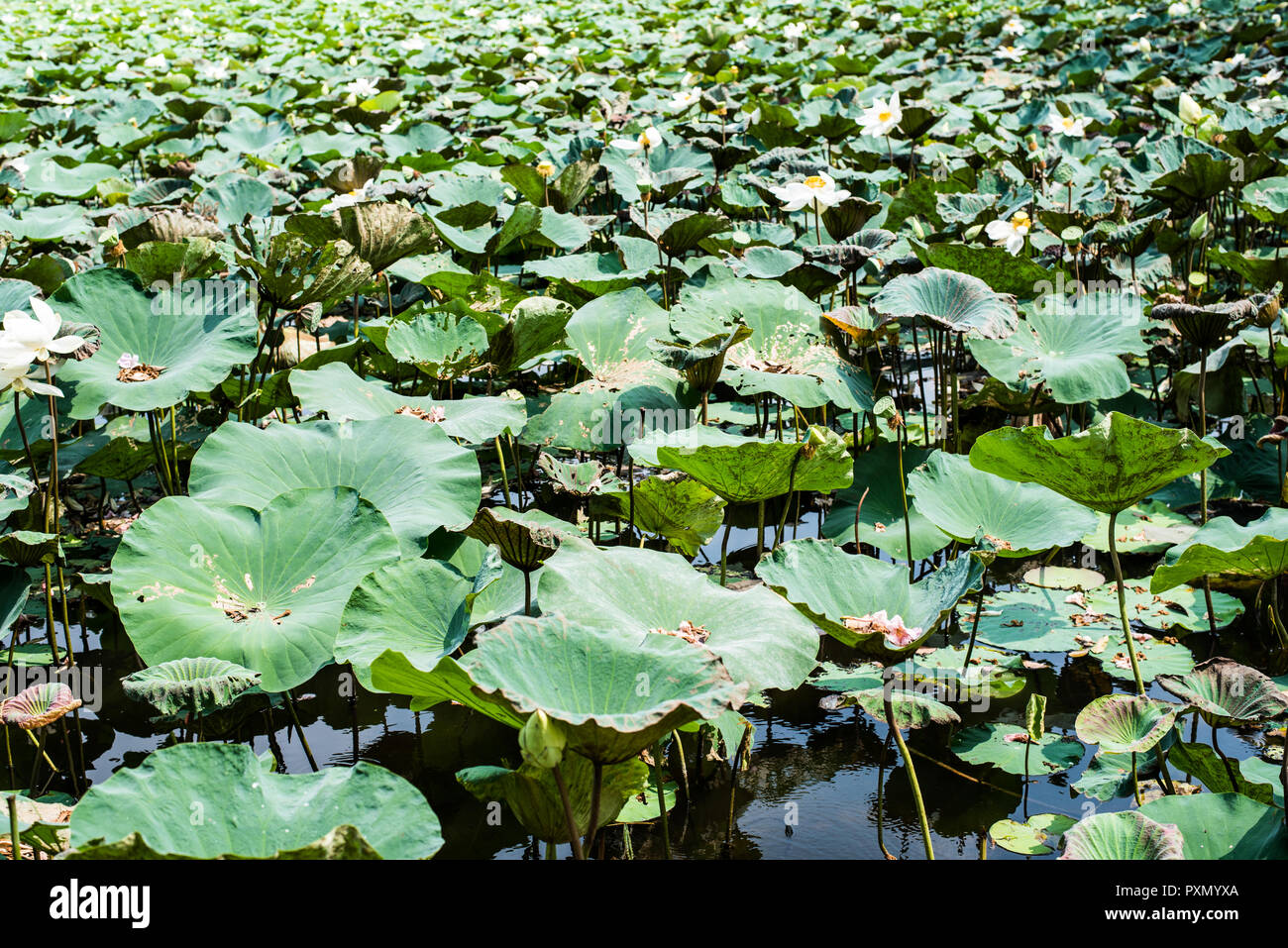 Lotus park in Thai park Stock Photo - Alamy