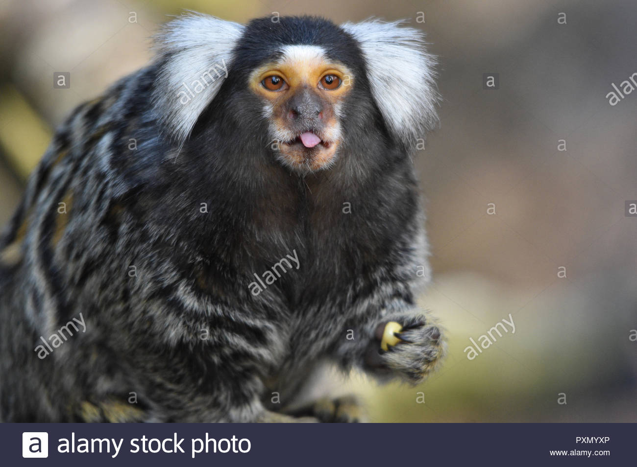 Monkey And Human Hand Stock Photos & Monkey And Human Hand Stock Images ...