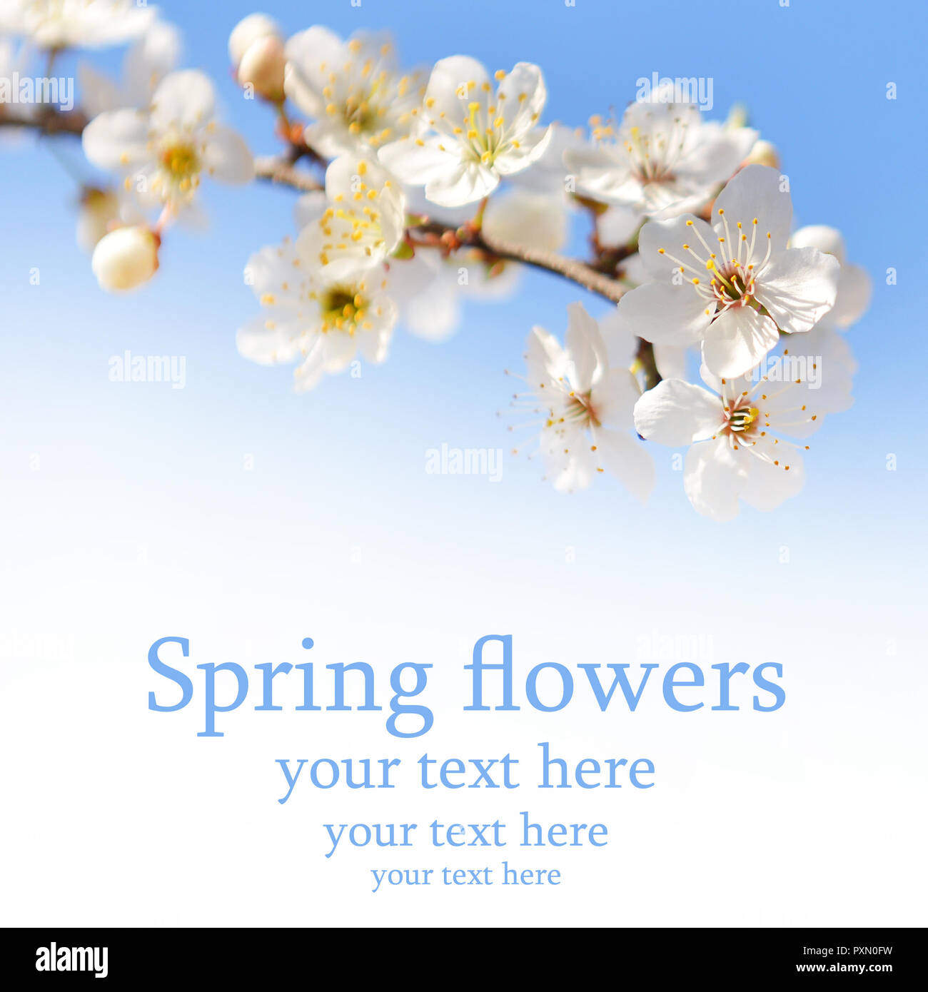 beautiful spring flowers background Stock Photo - Alamy