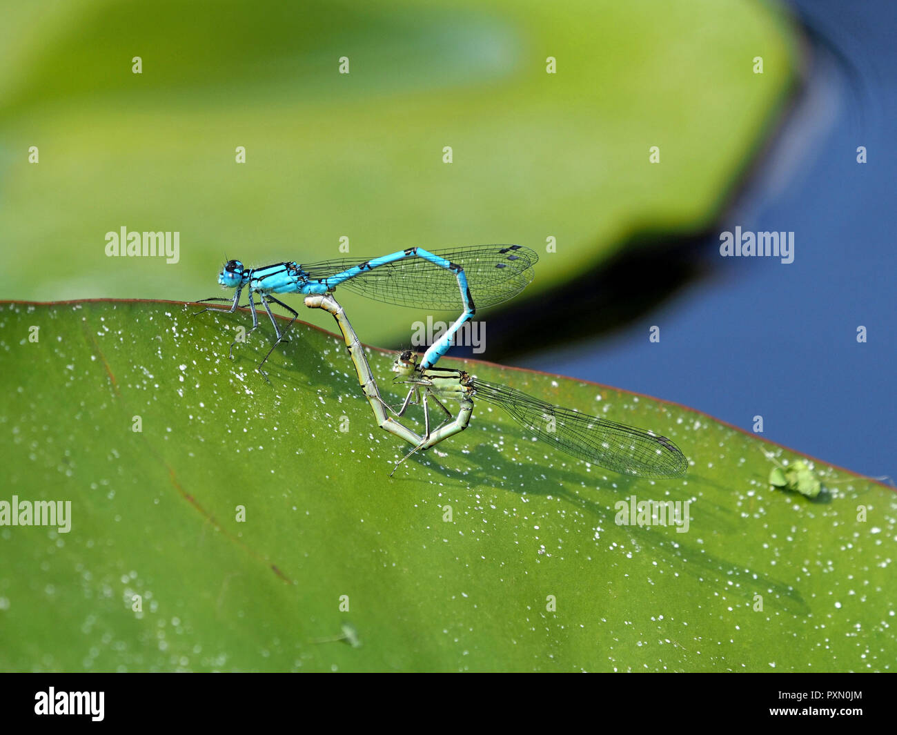 Mating pair of Azure damselflies with characteristic joined heart shape ...