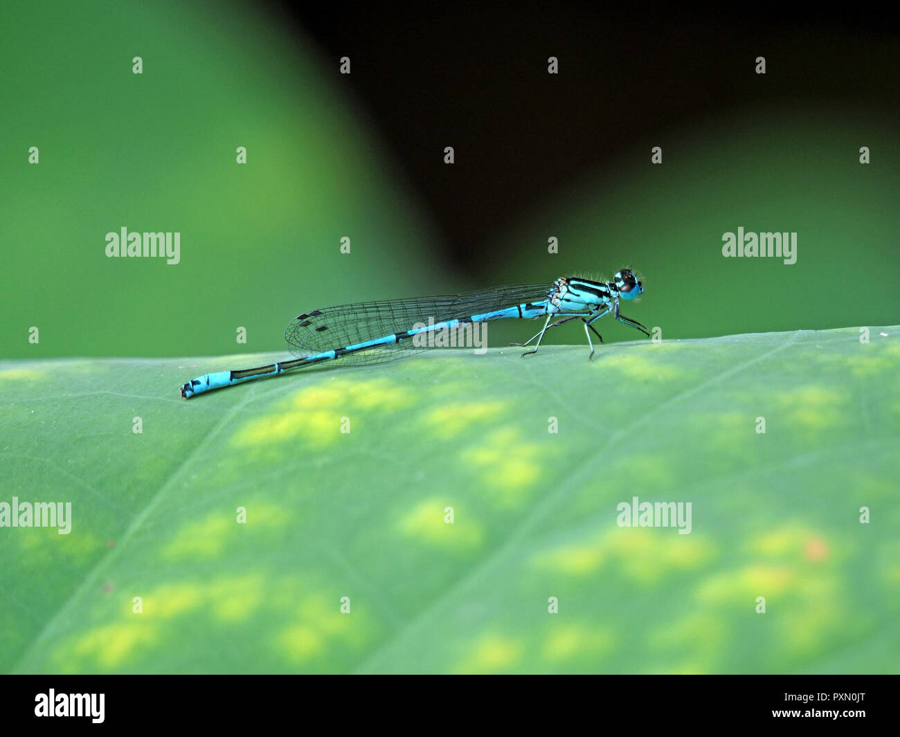 delicate Azure Damselfly (Coenagrion puella) on mottled leaf of water ...
