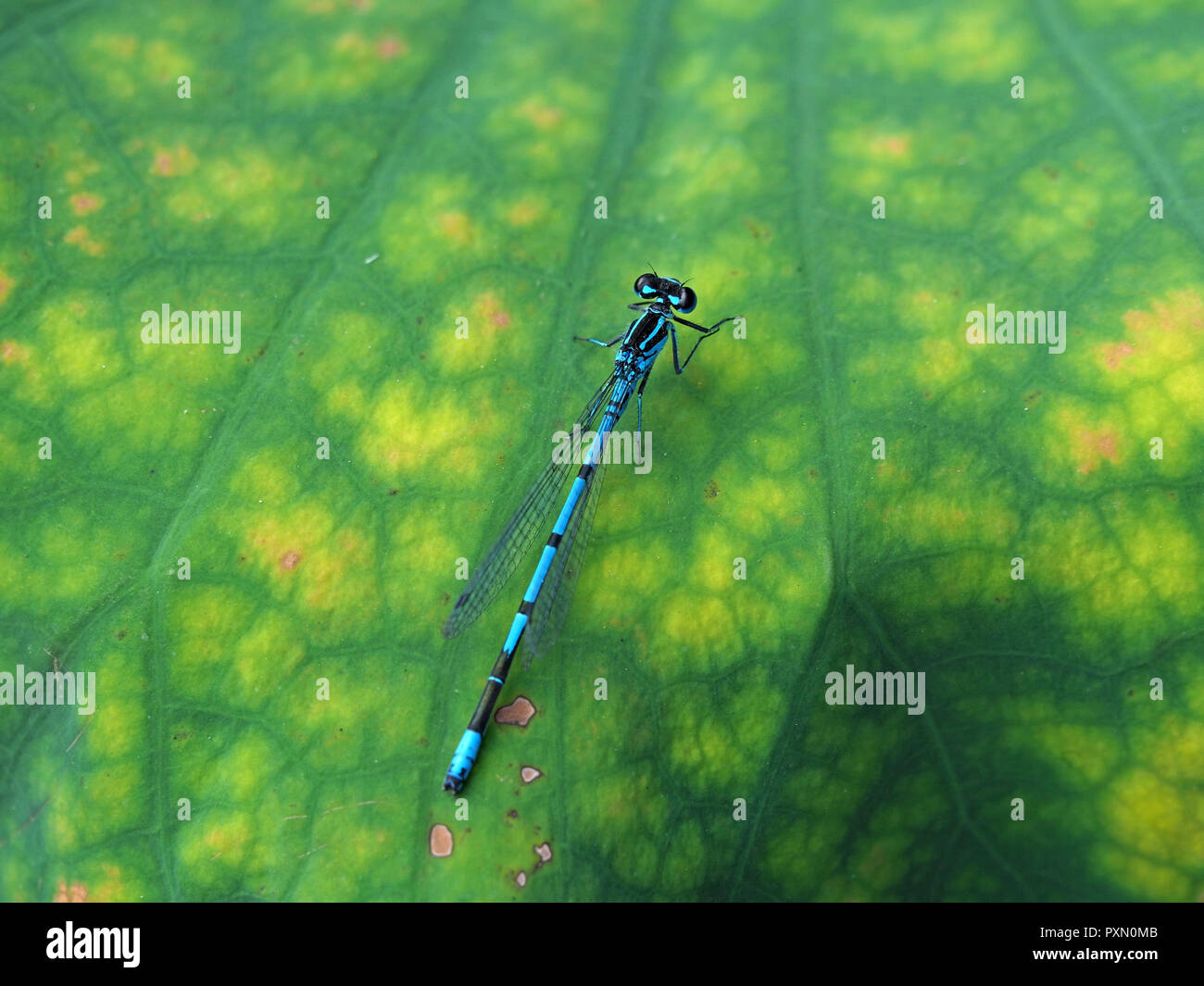 delicate Azure Damselfly (Coenagrion puella) on mottled leaf of water ...