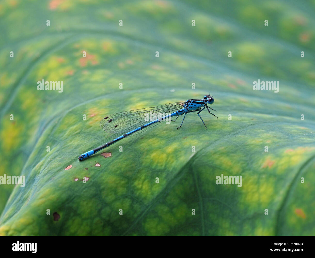 delicate Azure Damselfly (Coenagrion puella) on mottled leaf of water ...