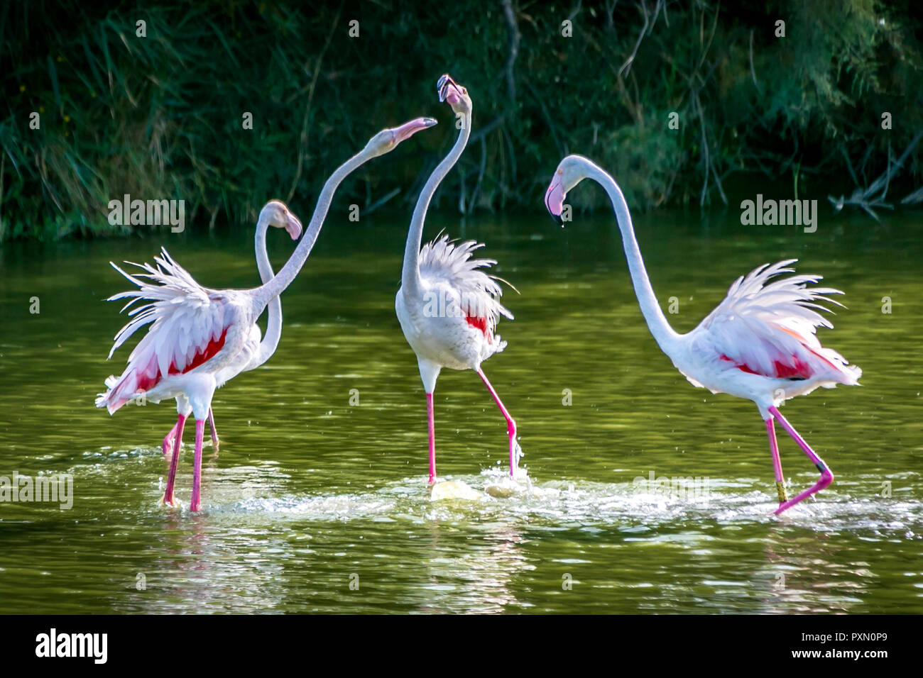 Flamingo flamingos fight hi-res stock photography and images - Alamy