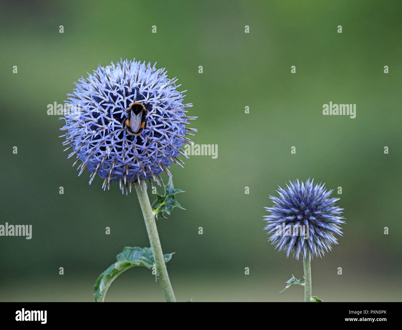 flower of blue globe thistle or Hungarian globe thistle (Echinops ...