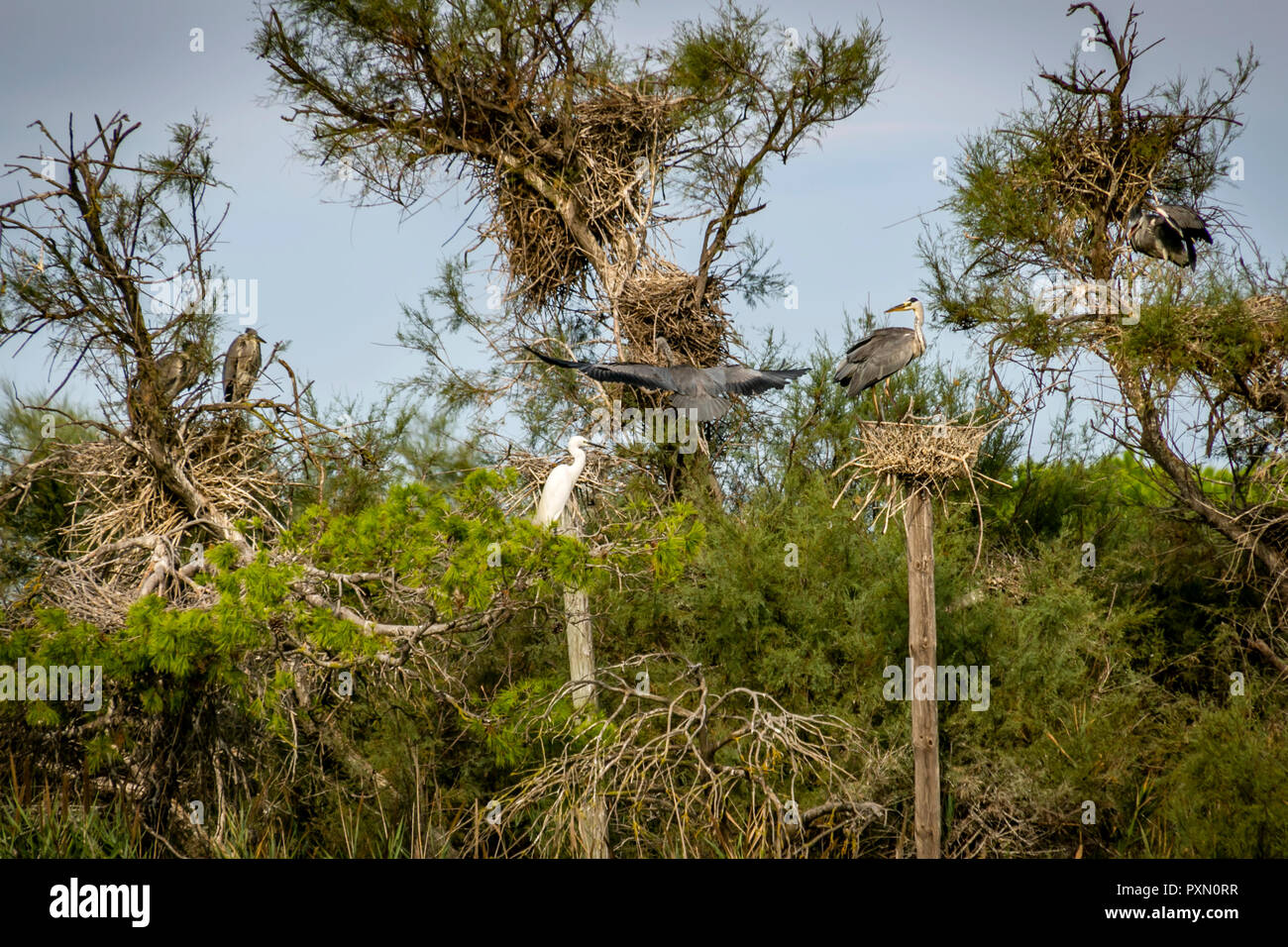 Flying into the nest hi-res stock photography and images - Alamy
