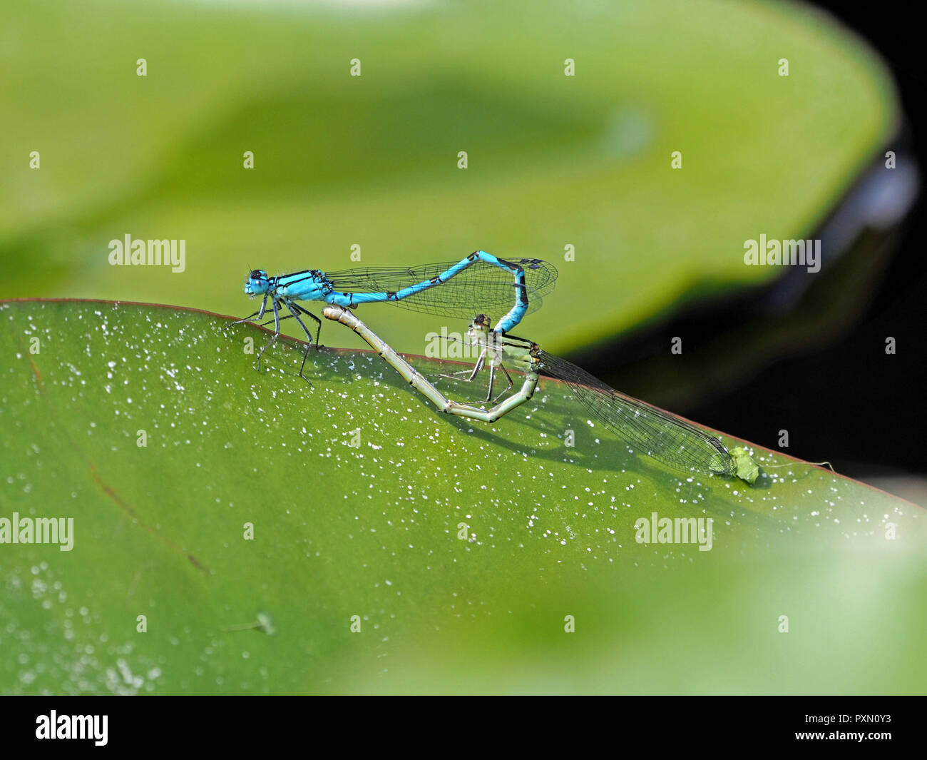 Mating pair of Azure damselflies with characteristic joined heart shape ...
