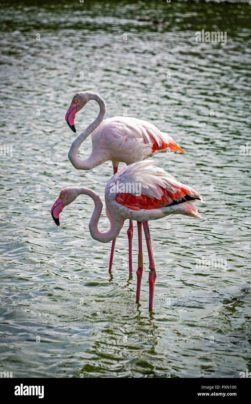 Greater Flamingos in lagoon, Parc Ornithologique, Pont de Gau, Saintes ...