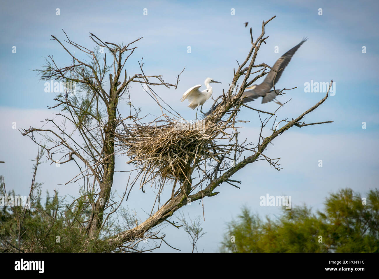 Little egret nest hi-res stock photography and images - Alamy