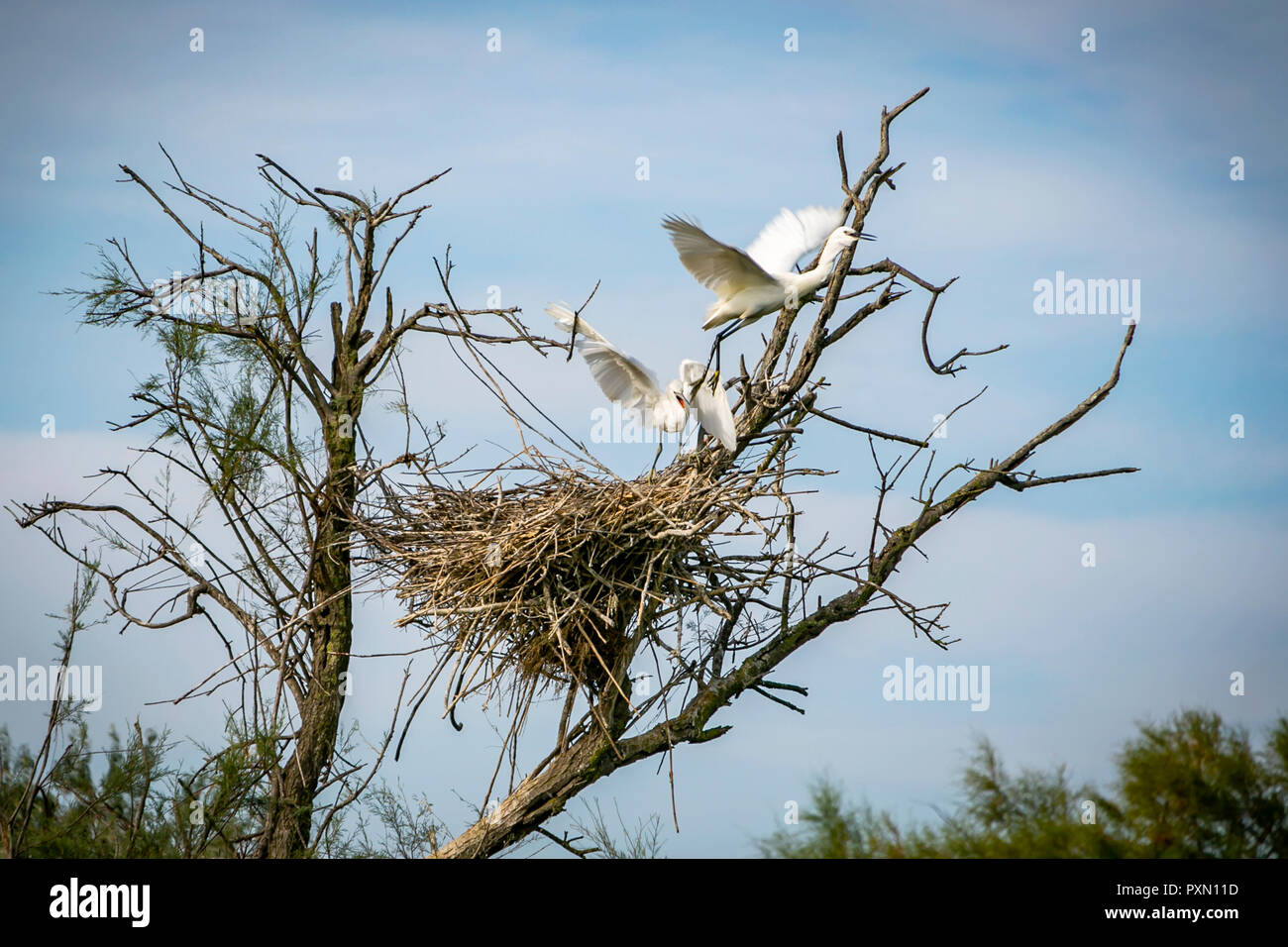 Little Egrets on treetop nest, Parc Ornithologique, Pont de Gau ...
