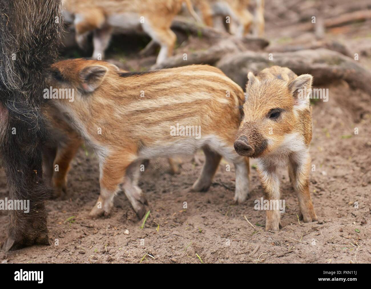 Young wild boar (Sus scrofa specie) in striped fur Stock Photo - Alamy