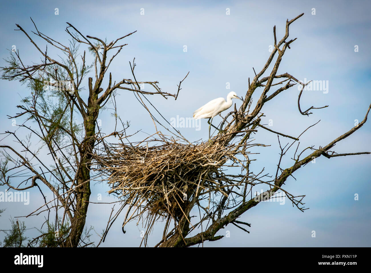 Little egret nest hi-res stock photography and images - Alamy