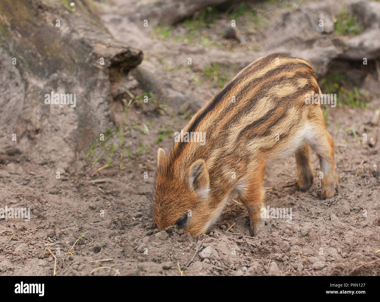 Young wild boar (Sus scrofa specie) in striped fur Stock Photo - Alamy