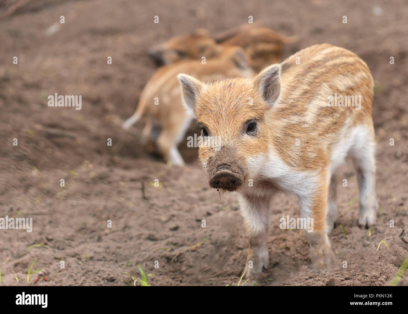 Young wild boar (Sus scrofa specie) in striped fur Stock Photo - Alamy
