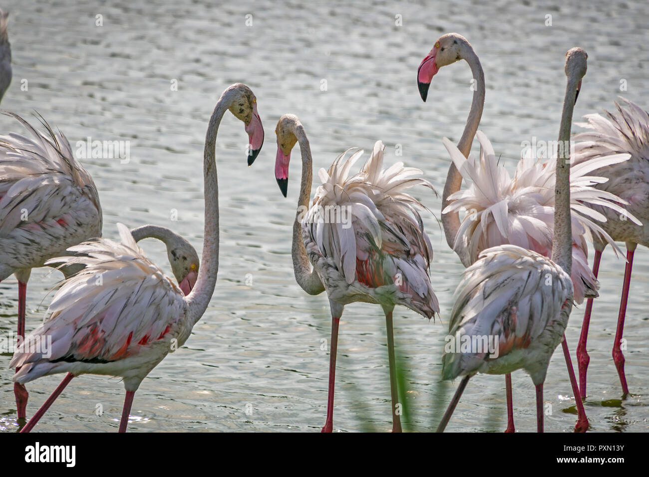 Bird Wing Display High Resolution Stock Photography and Images - Alamy