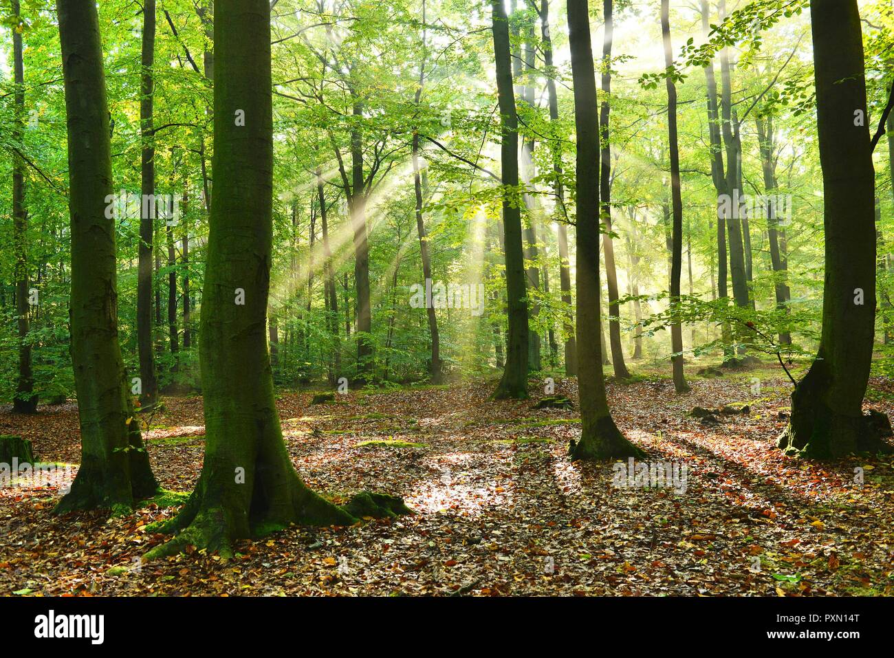 Magical autumn forest Stock Photo - Alamy