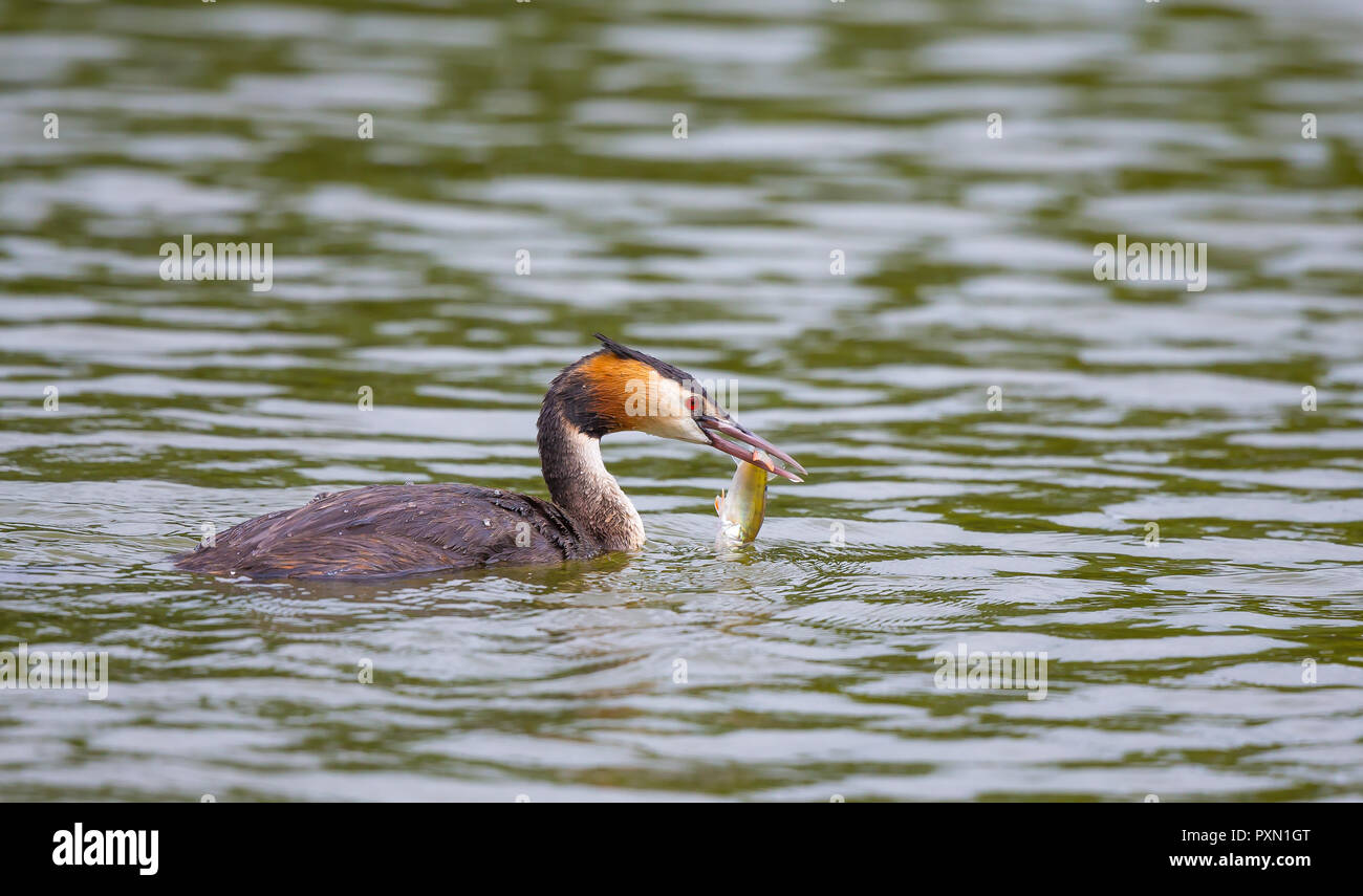 A wild, UK great-crested grebe (Podiceps cristatus) in water, side view ...