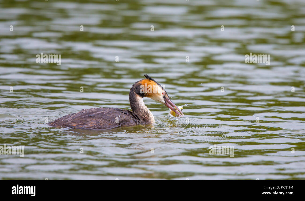 Side view close up of wild UK great-crested grebe (Podiceps cristatus ...