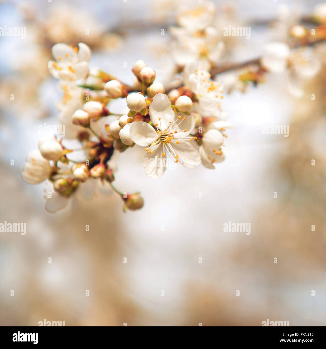 beautiful spring flowers background Stock Photo - Alamy