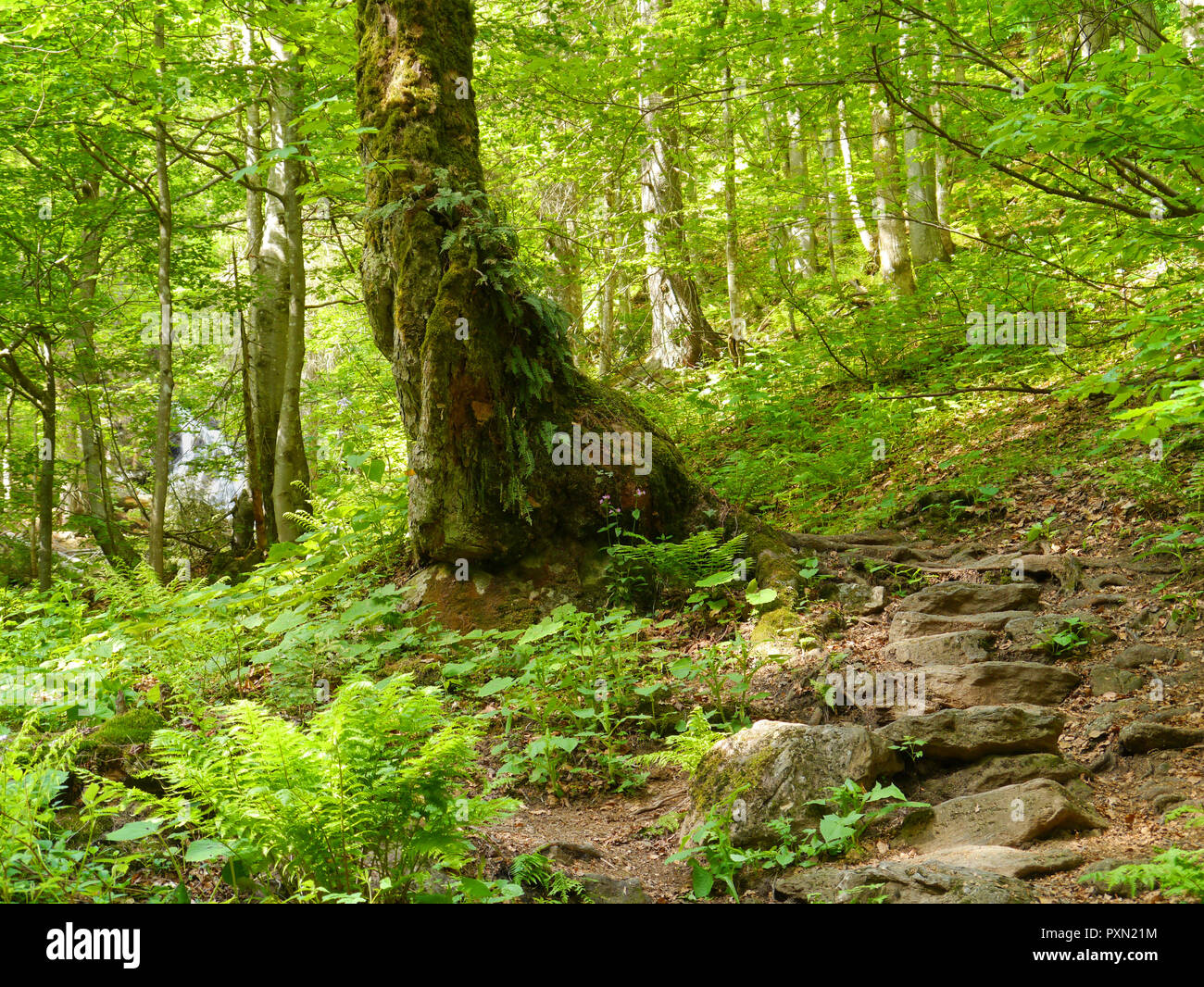 walk to waterfall Höllbachgspreng, wooded rock massif below the Großer ...