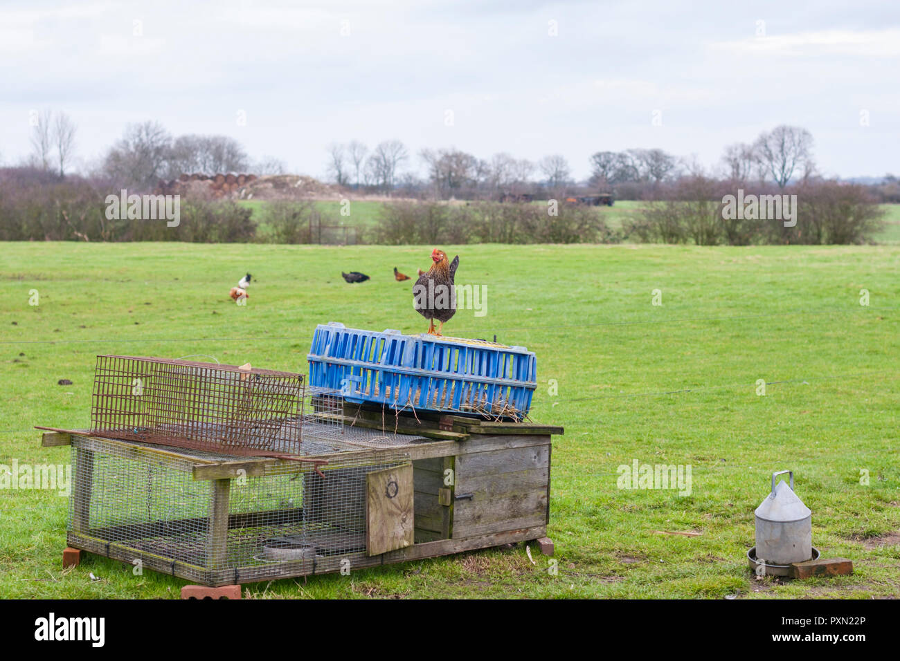Chicken run enclosure hi-res stock photography and images - Alamy