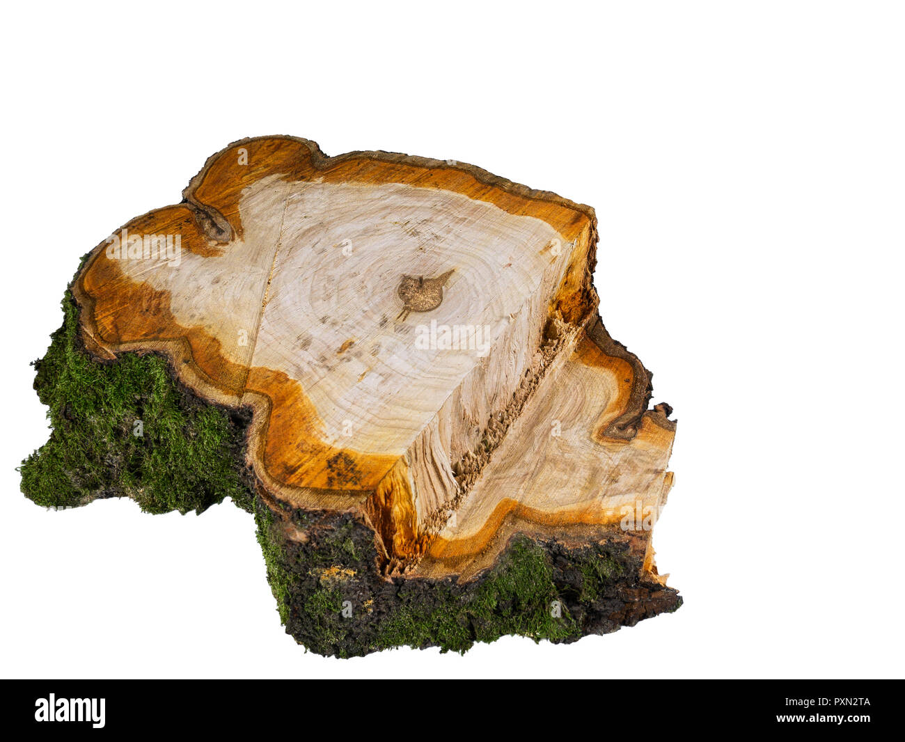 Tree wild Cut Out Stock Images & Pictures - Alamy